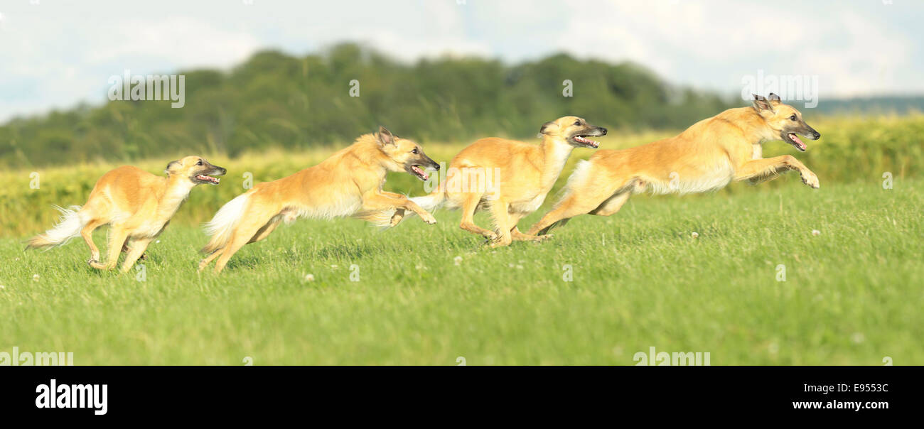 Longhaired Whippet or Silken Windsprite running, 4-image composite ...