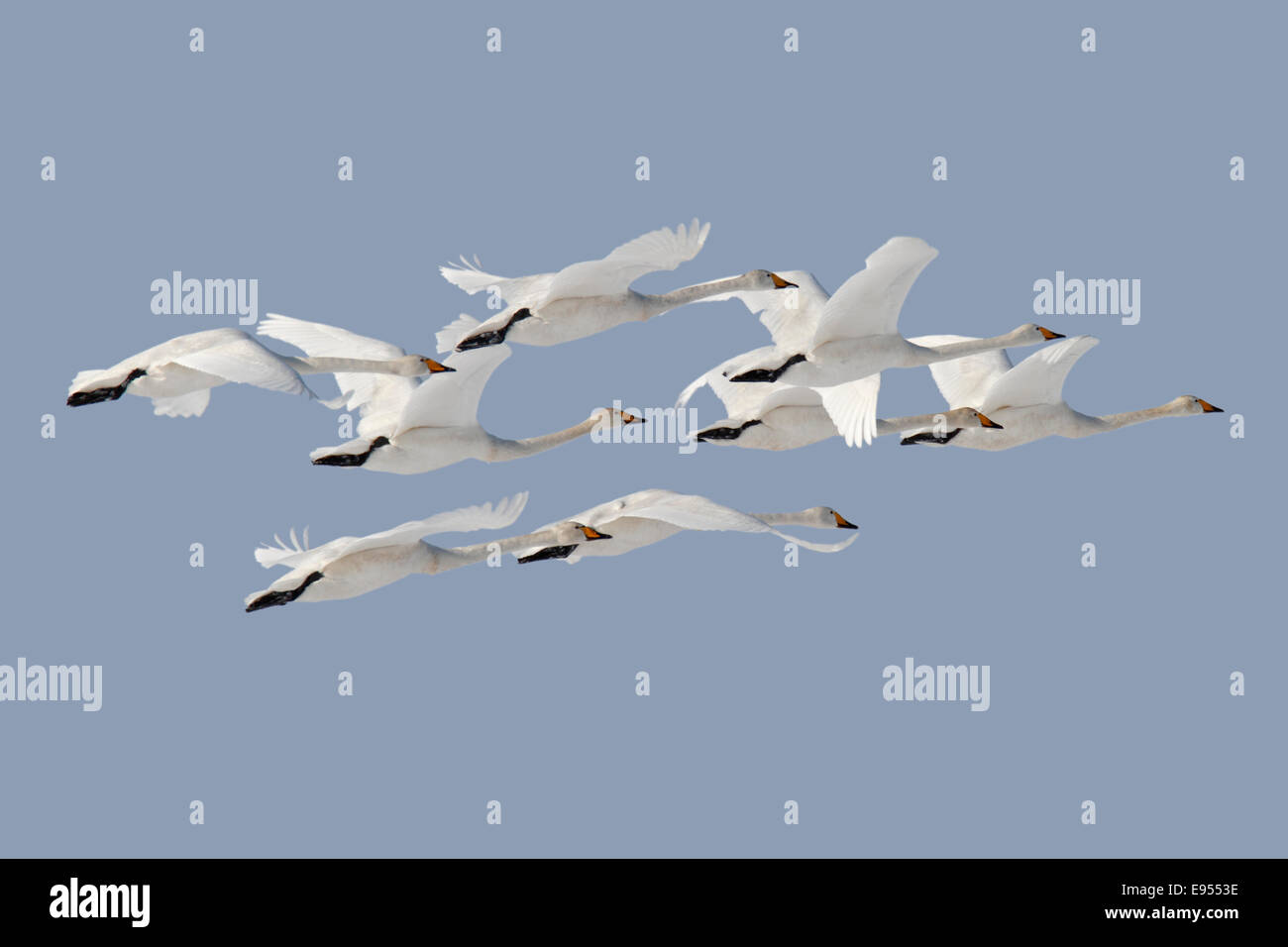 Whooper Swans (Cygnus cygnus), flight formation, Strohauser Plate ...