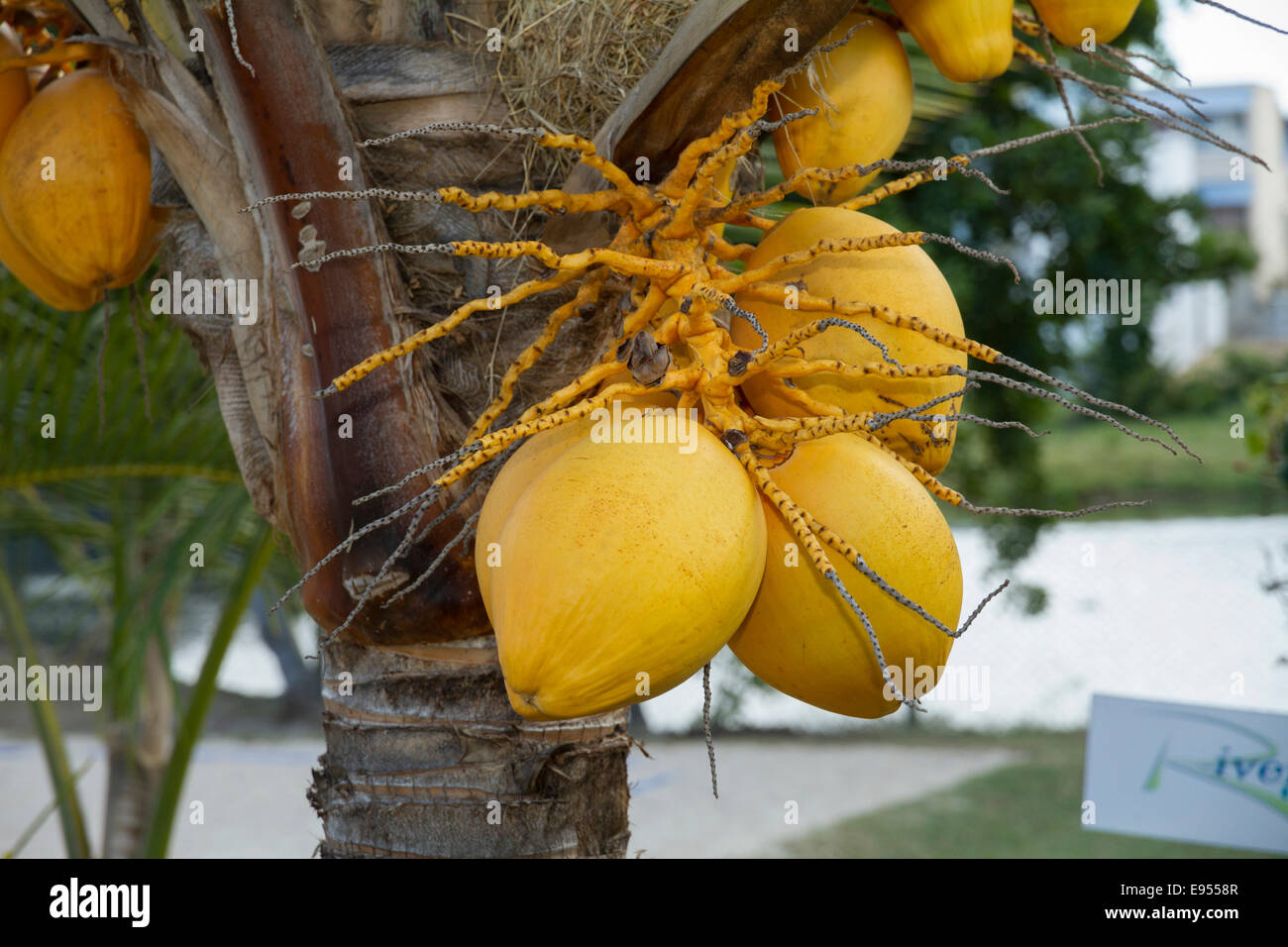Coconuts (Cocos nucifera) growing on tree, Mauritius Stock Photo - Alamy