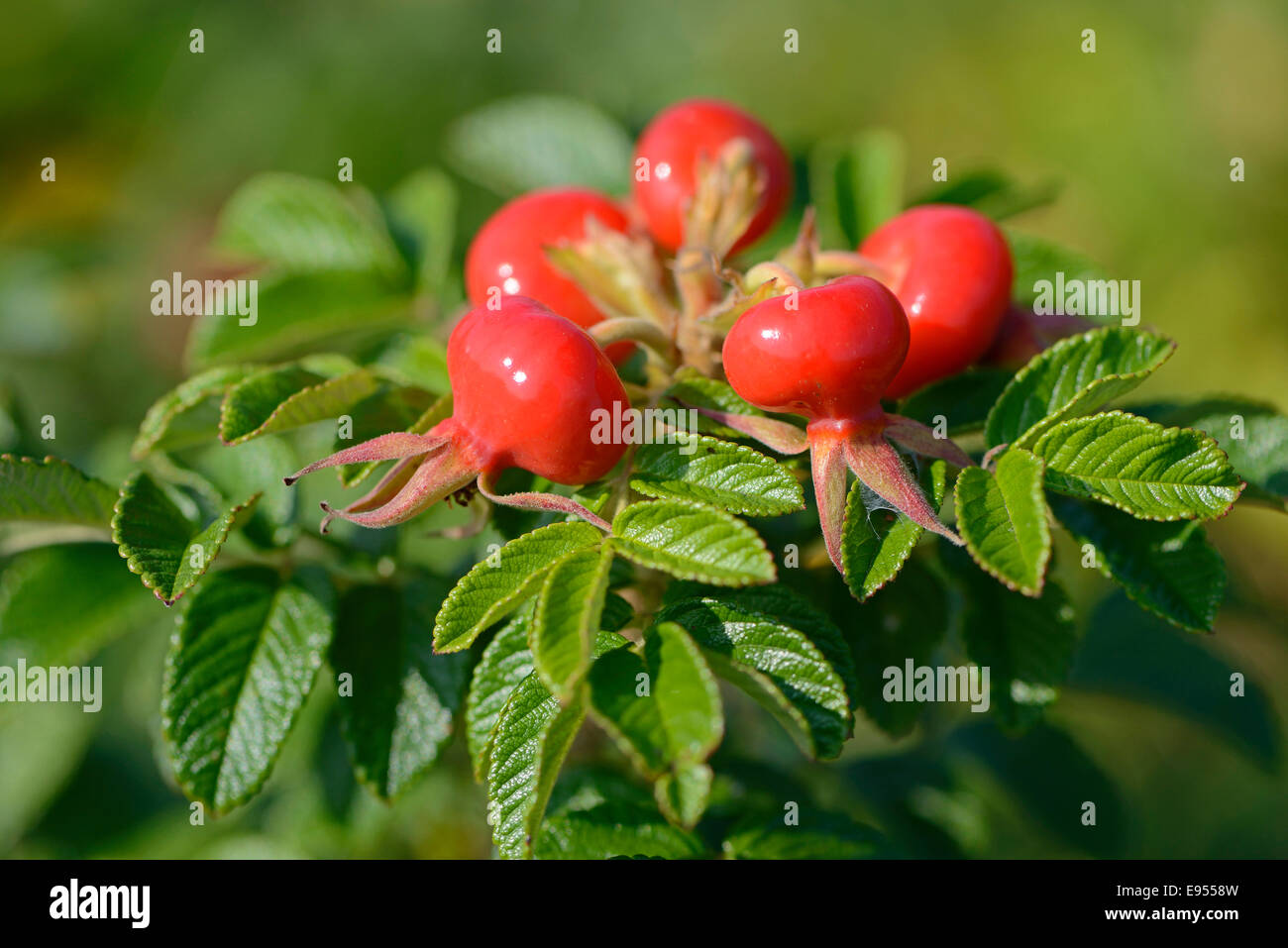 Rosa rugosa hi-res stock photography and images - Alamy
