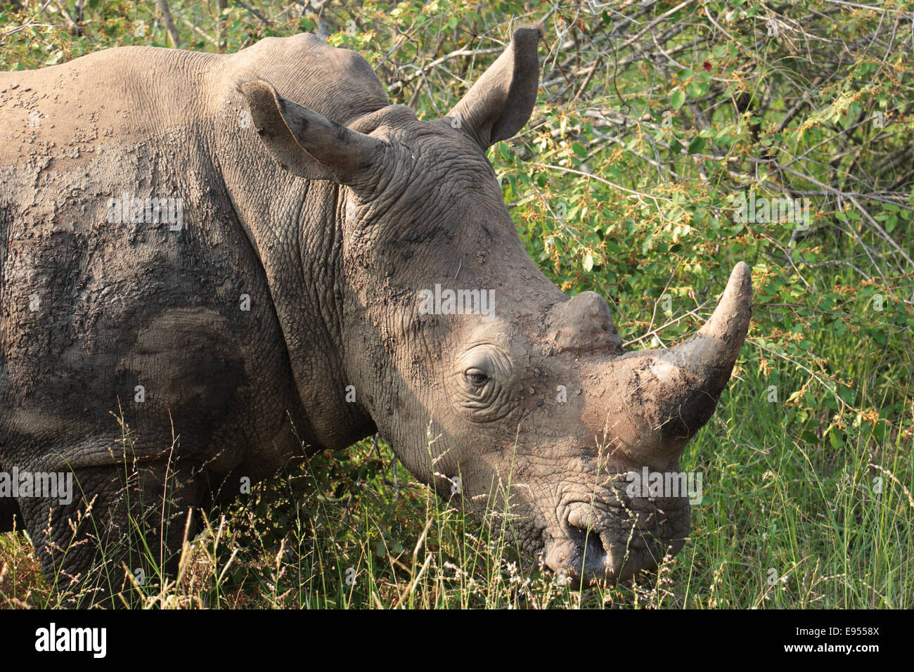 Rhino side view hi-res stock photography and images - Alamy