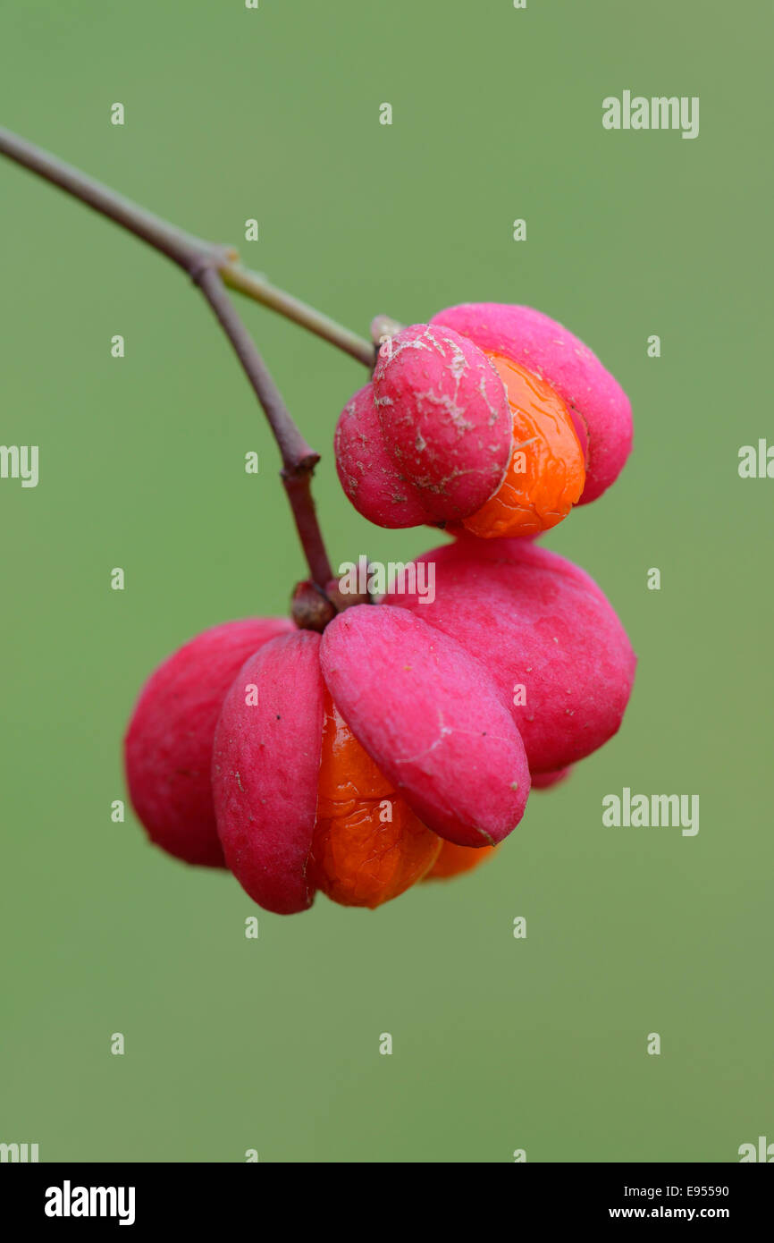 Fruits of European Spindle Tree (Euonymus europaeus Stock Photo - Alamy