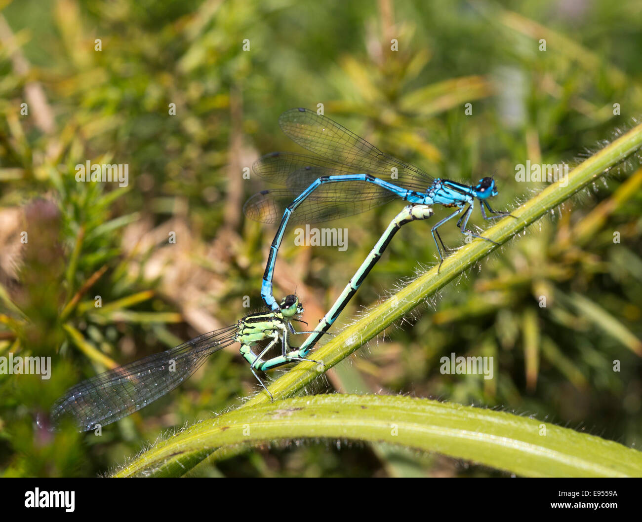 Azure Damselfly, male and female pair copulating in 'wheel' position ...
