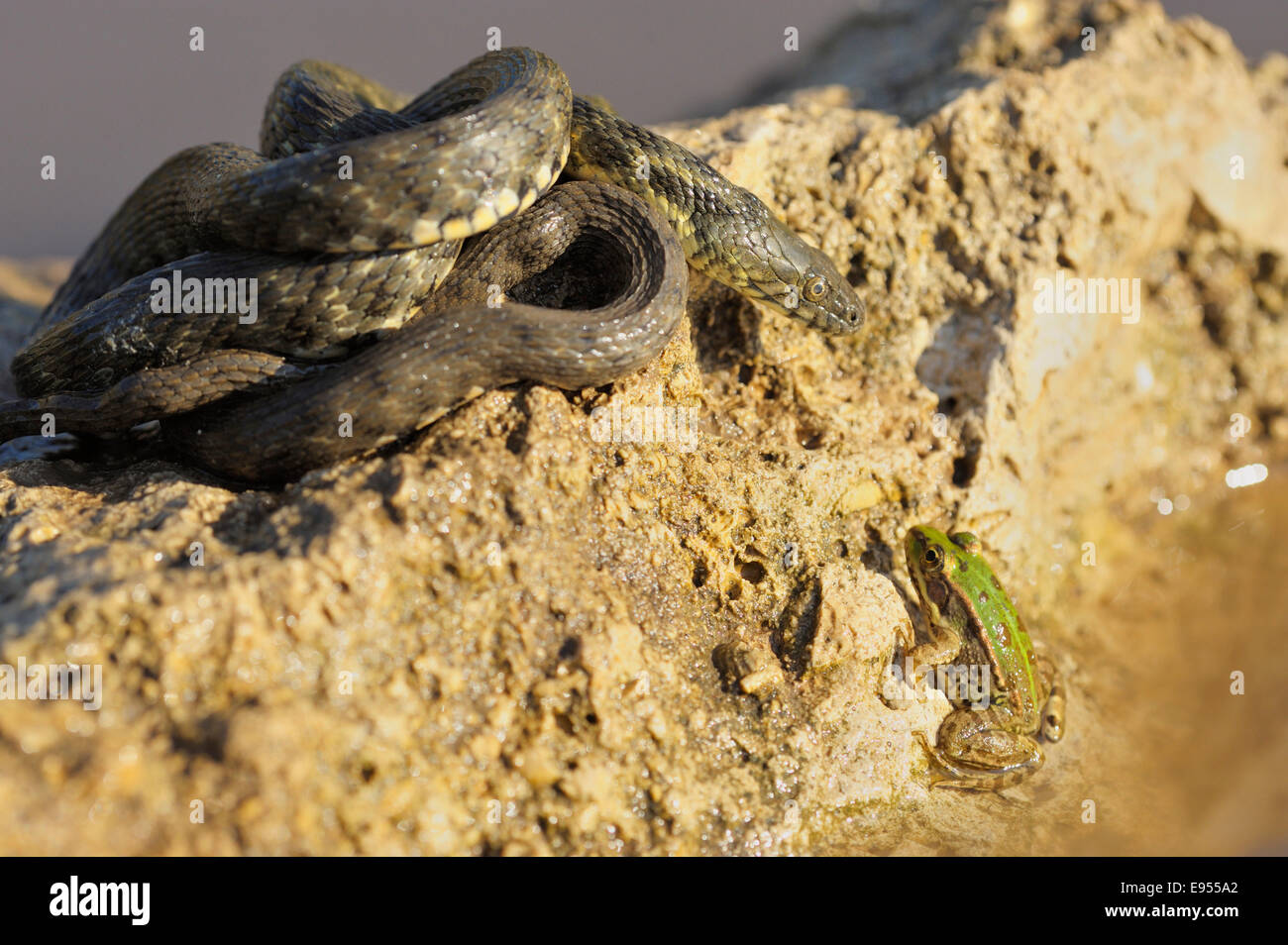 Basking snake hi-res stock photography and images - Alamy