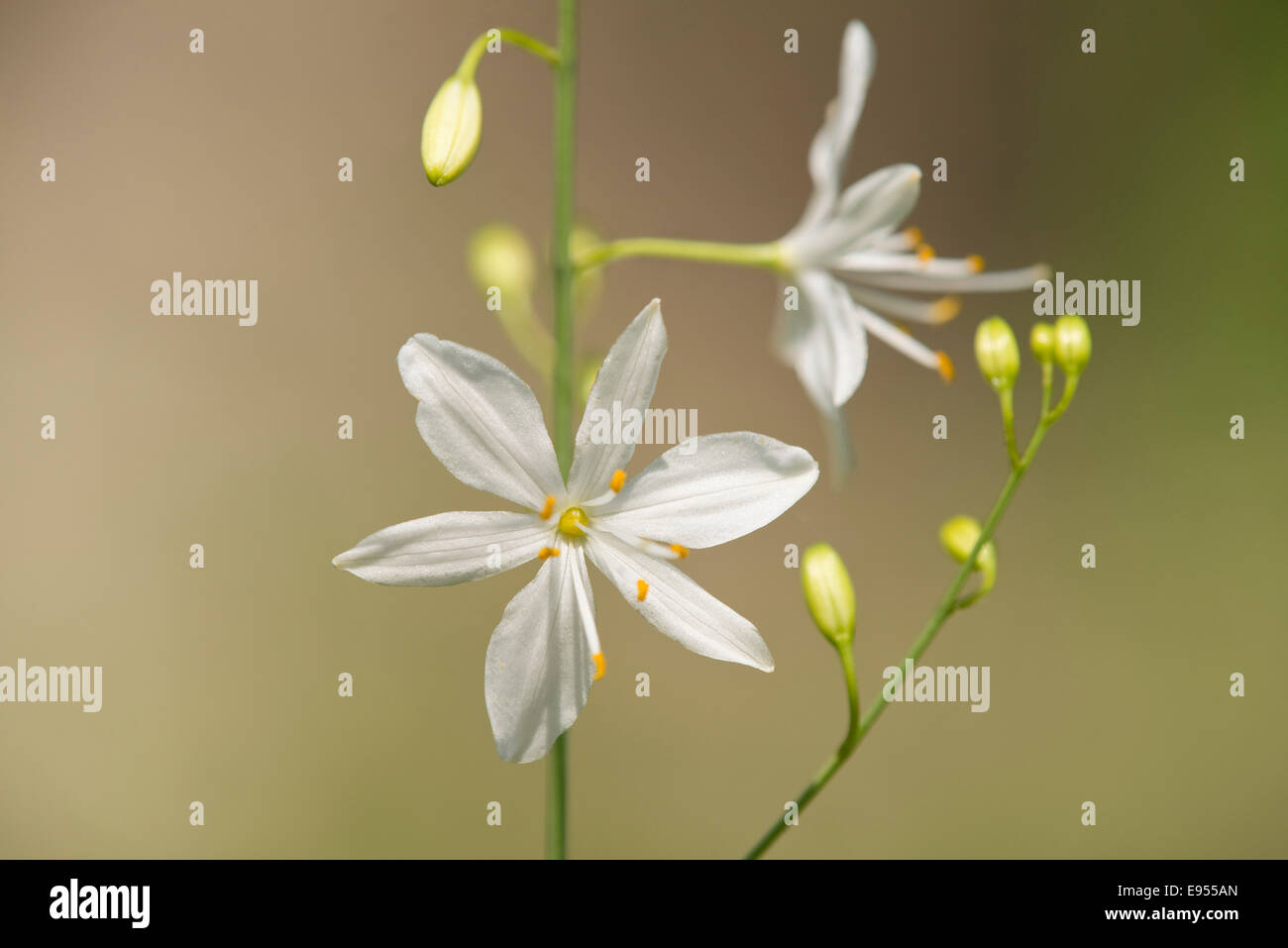 Anthericum ramosum (Anthericum ramosum), flower, Leutra, Thuringia ...