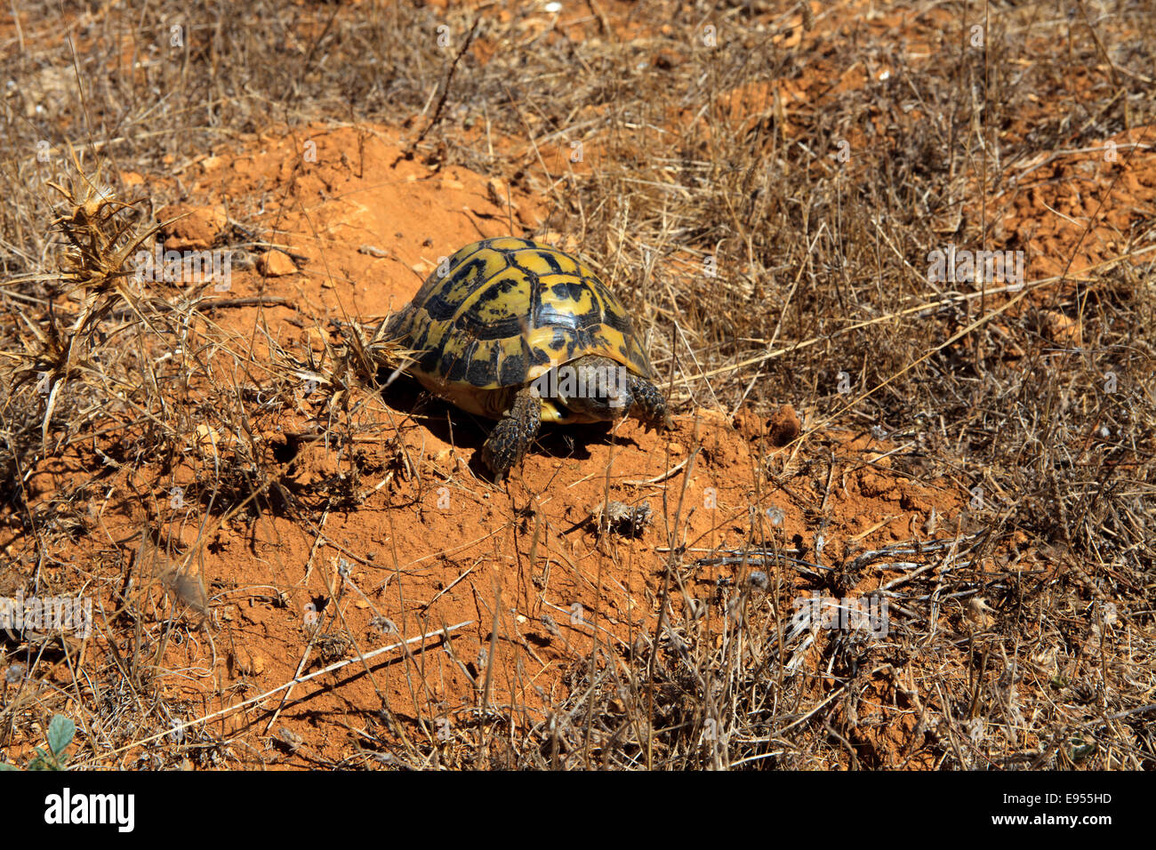 Marginated tortoise (Testudo marginata), Menorca, Balearic Islands ...