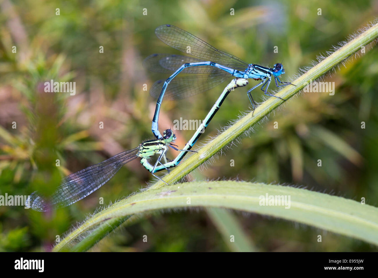 Azure Damselfly, male and female pair copulating in 'wheel' position ...