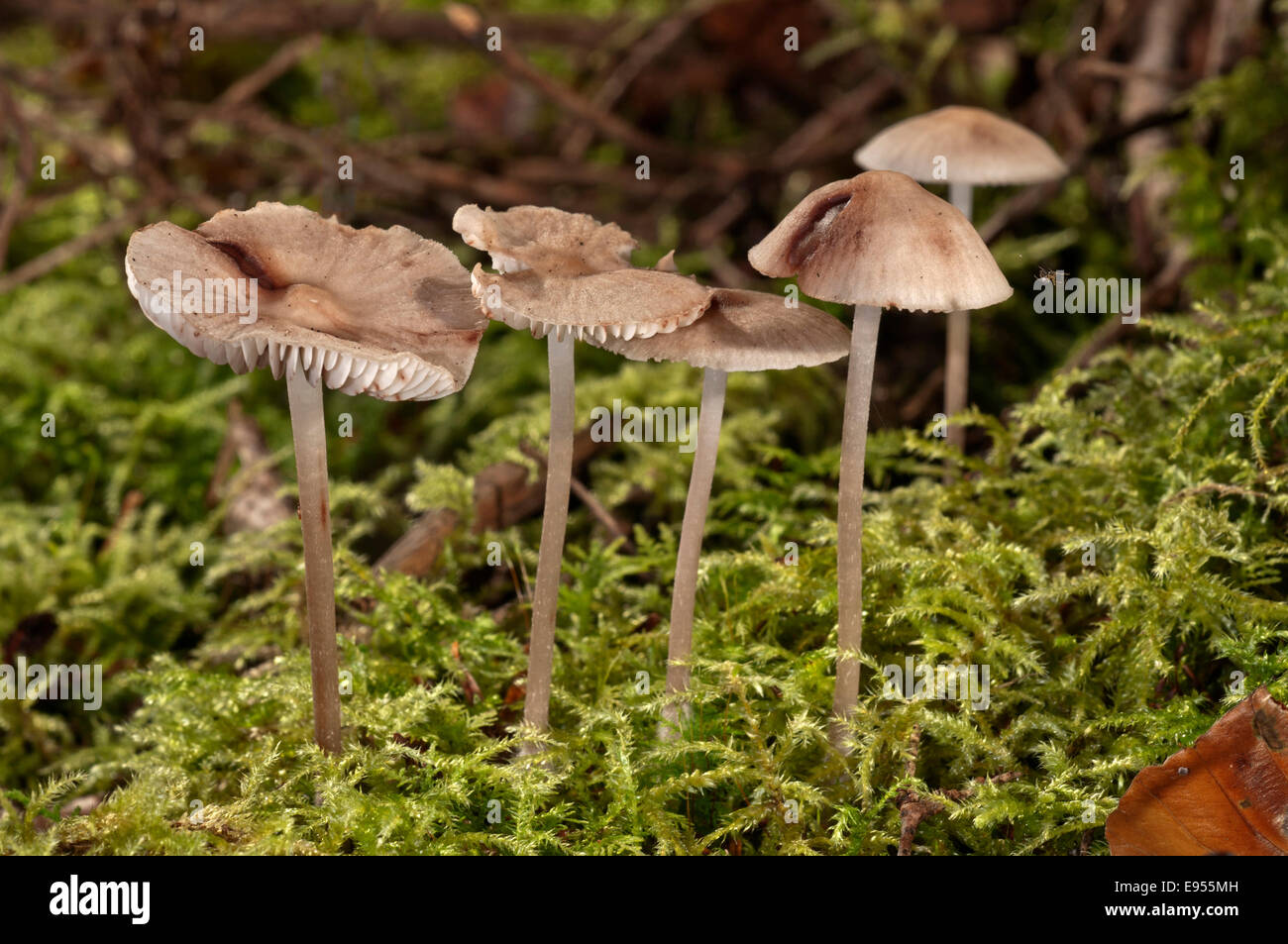 Mycena zephirus hi-res stock photography and images - Alamy