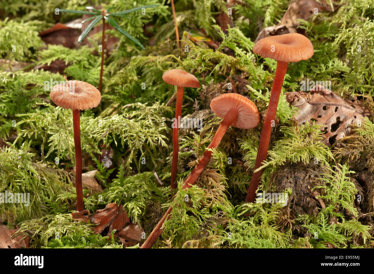 Laccaria laccata hi-res stock photography and images - Alamy
