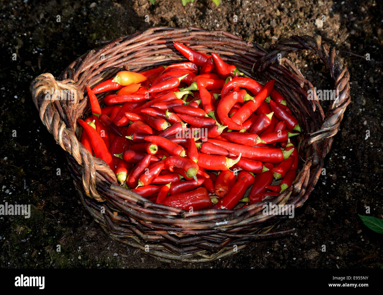 Basket with red pepper basket hi-res stock photography and images - Alamy