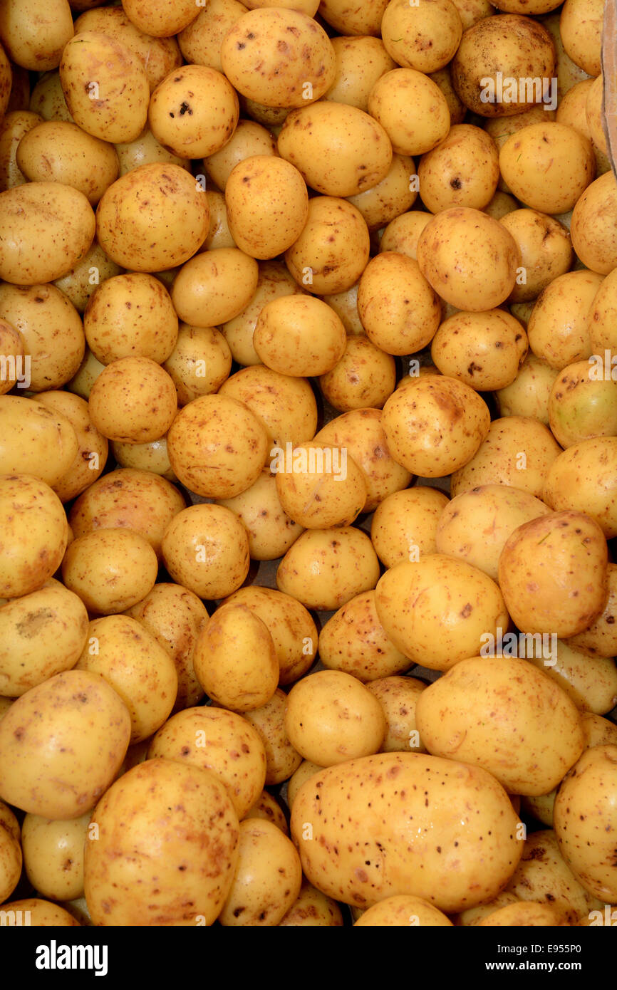 Gala potatoes solanum tuberosum hi-res stock photography and images - Alamy