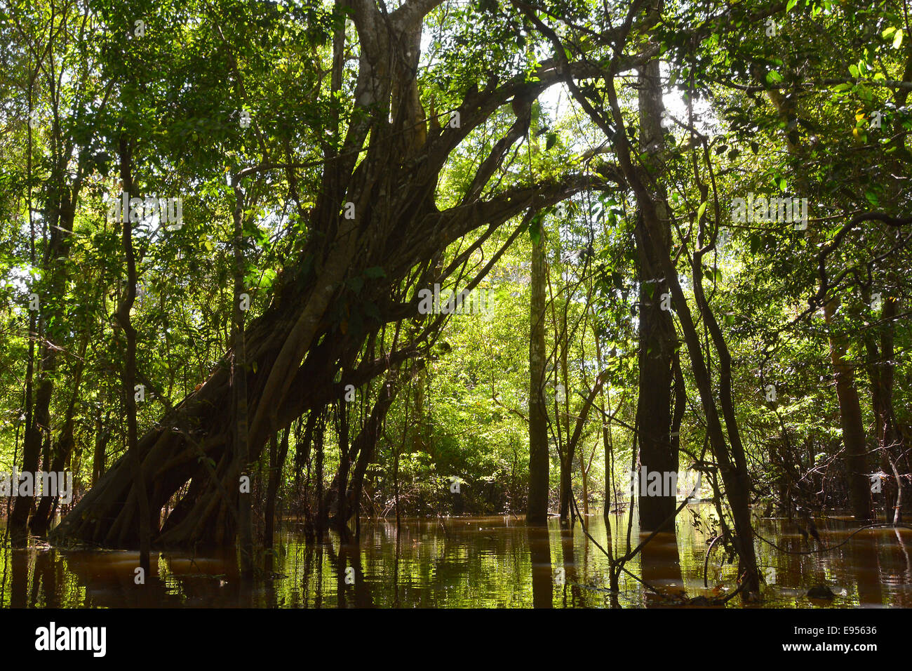 Giant rainforest tree in the flooded Várzea forest, Mamirauá National ...