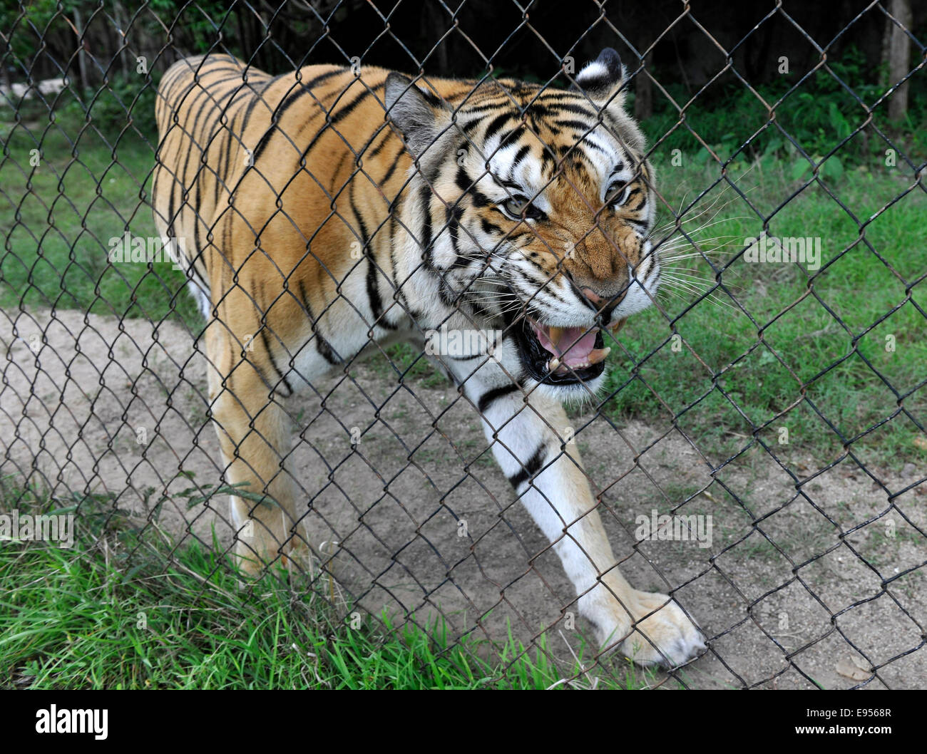 Caged Tiger (Panthera tigris) hissing behind a fence, Phnom Penh, Cambodia Stock Photo - Alamy