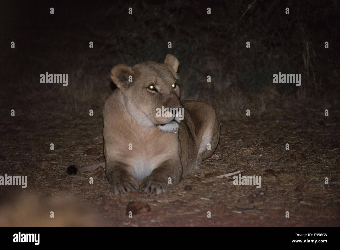 Lioness at night hi-res stock photography and images - Alamy