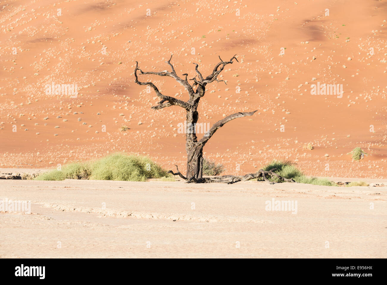 Dead Tree In Dried Clay Pan High Resolution Stock Photography and ...