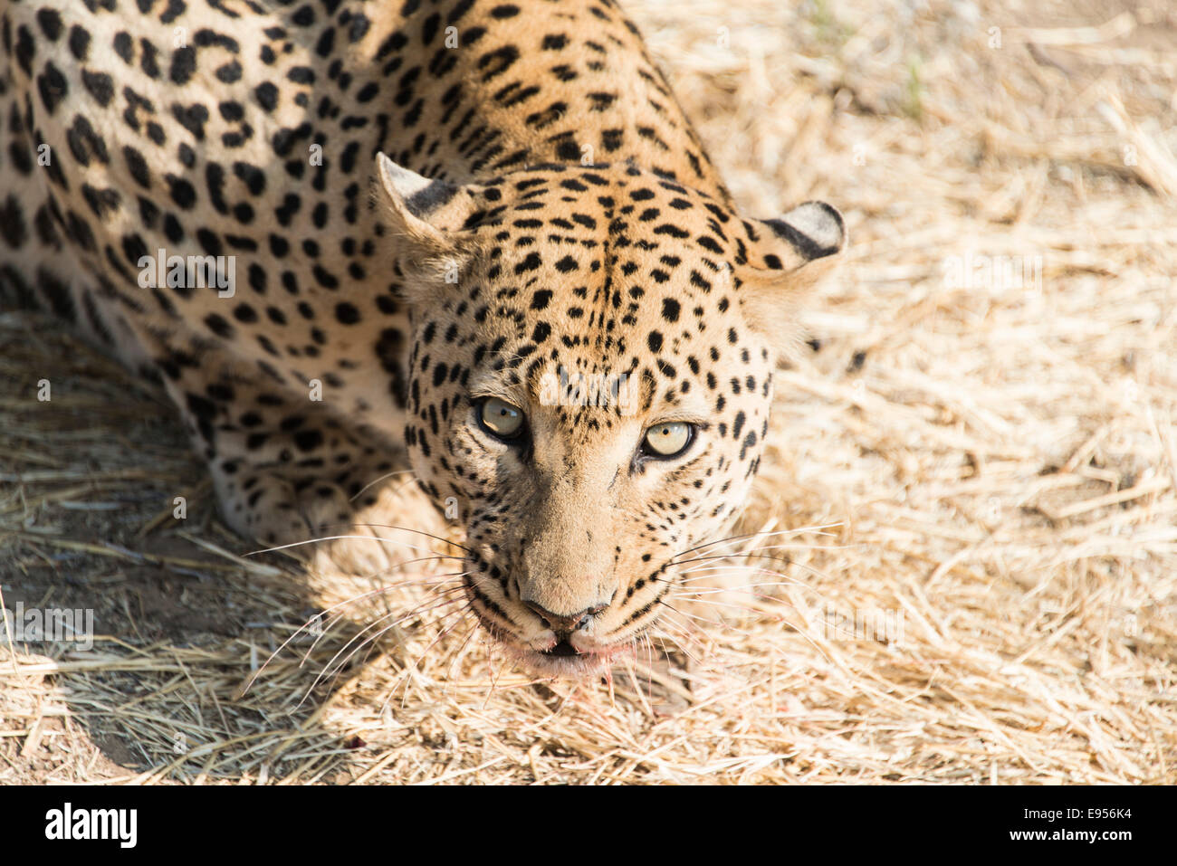 Leopard Head Shot High Resolution Stock Photography and Images - Alamy