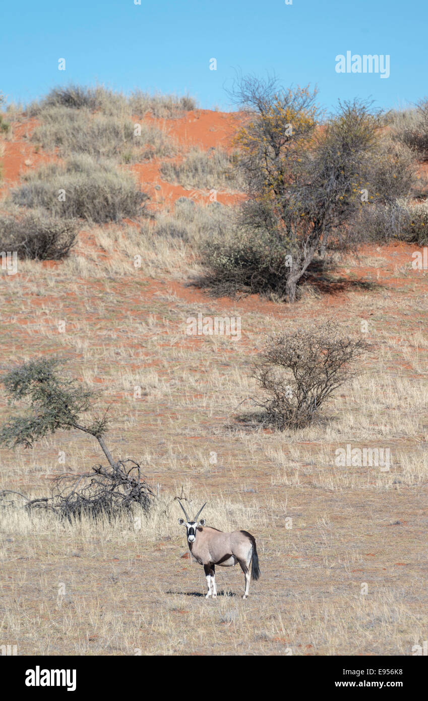 Kalahari antelope gemsbok namibia hi-res stock photography and images ...