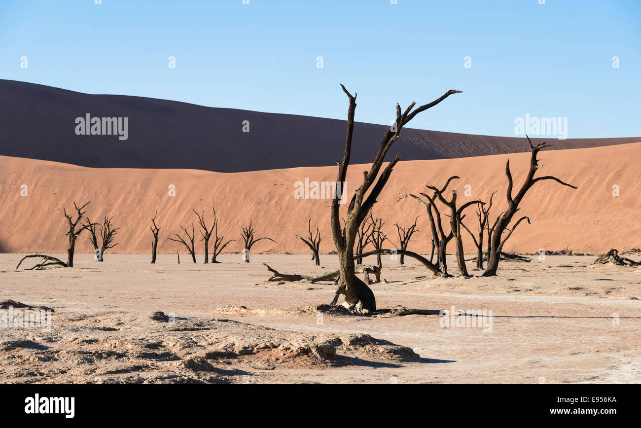 Dead trees in dry clay pan hi-res stock photography and images - Alamy