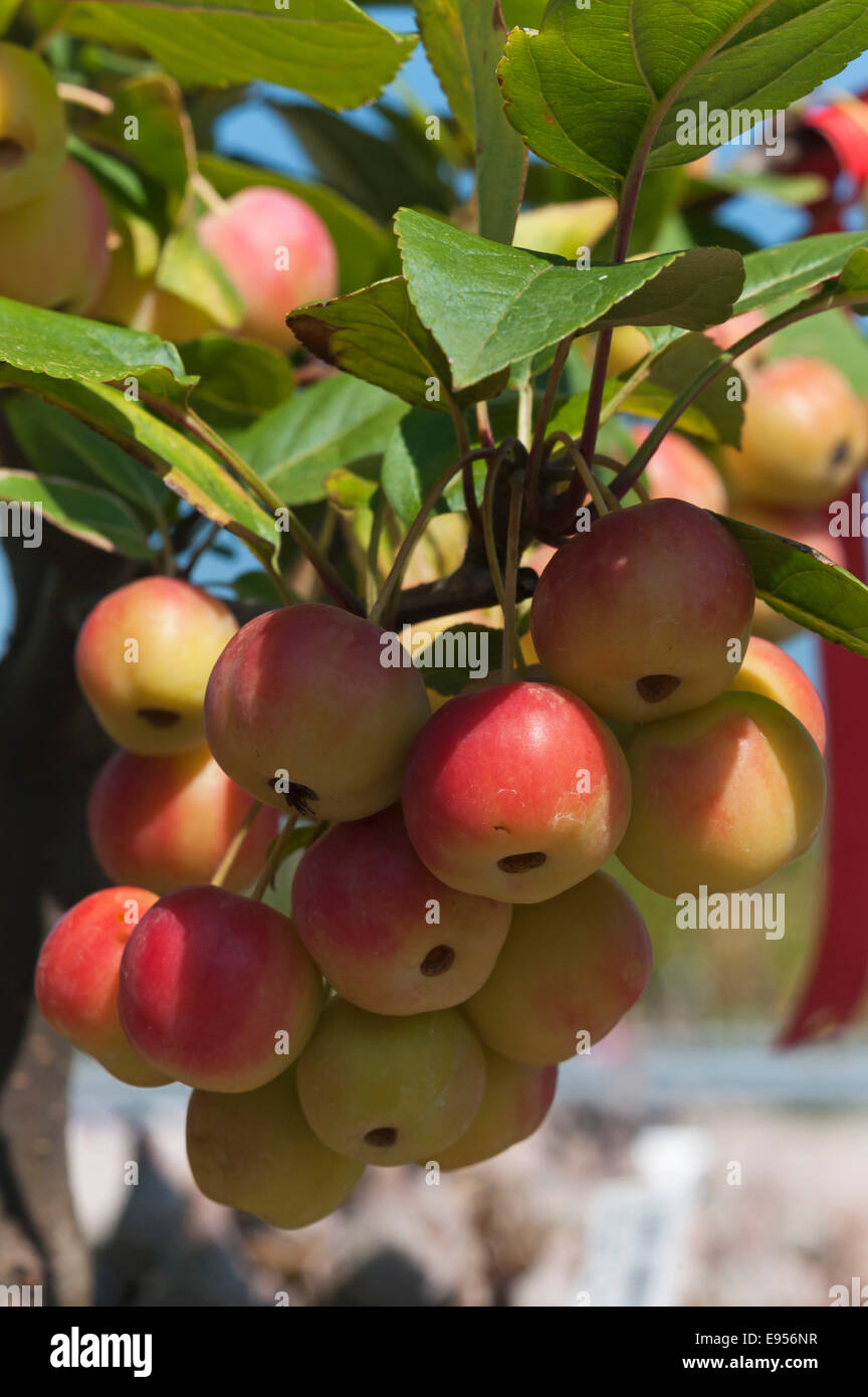 Ornamental Apple 'Golden Hornet' (Malus sp Stock Photo - Alamy