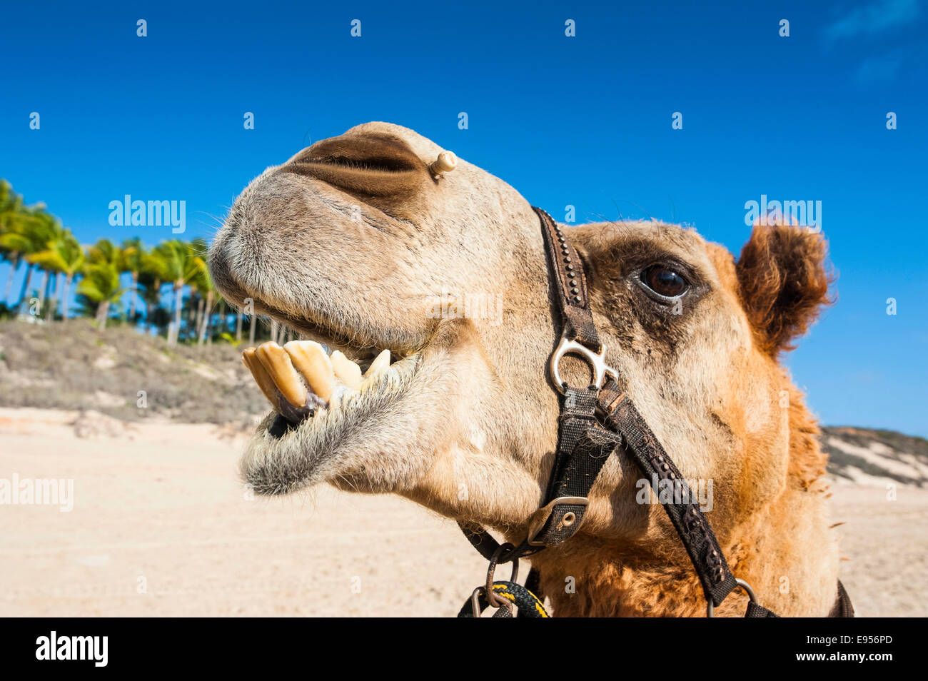 Camel on beach camel beach hi-res stock photography and images - Alamy