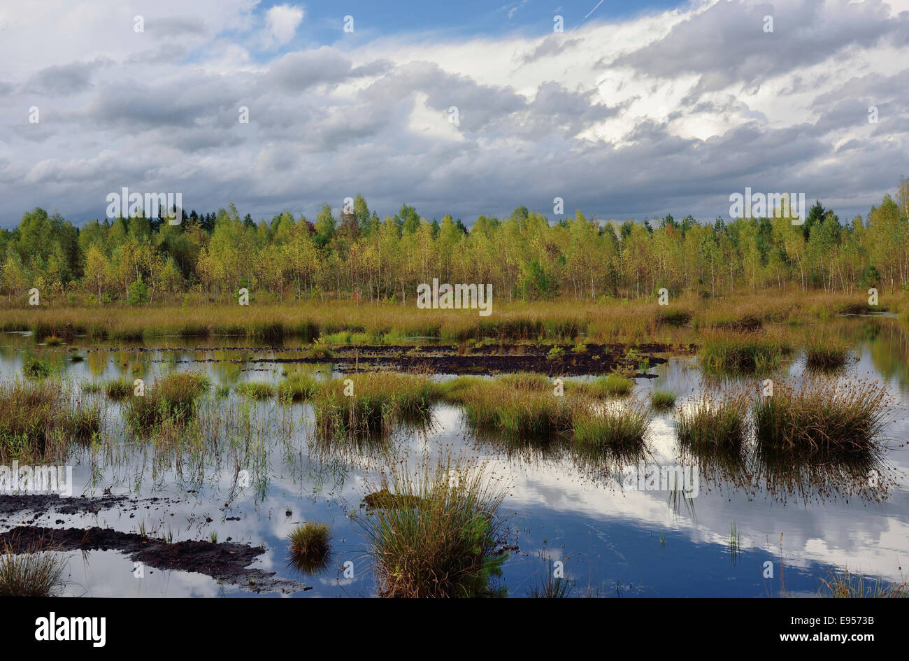 Waterlogged, renatured bog with bulrushes (Schoenoplectus lacustris ...