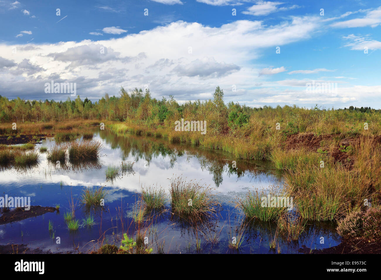 Waterlogged, renatured bog with bulrushes (Schoenoplectus lacustris ...