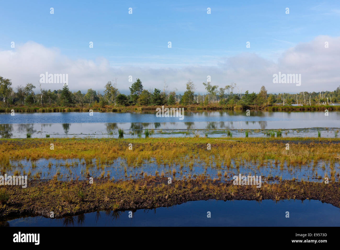 Waterlogged, renatured bog with bulrushes (Schoenoplectus lacustris ...
