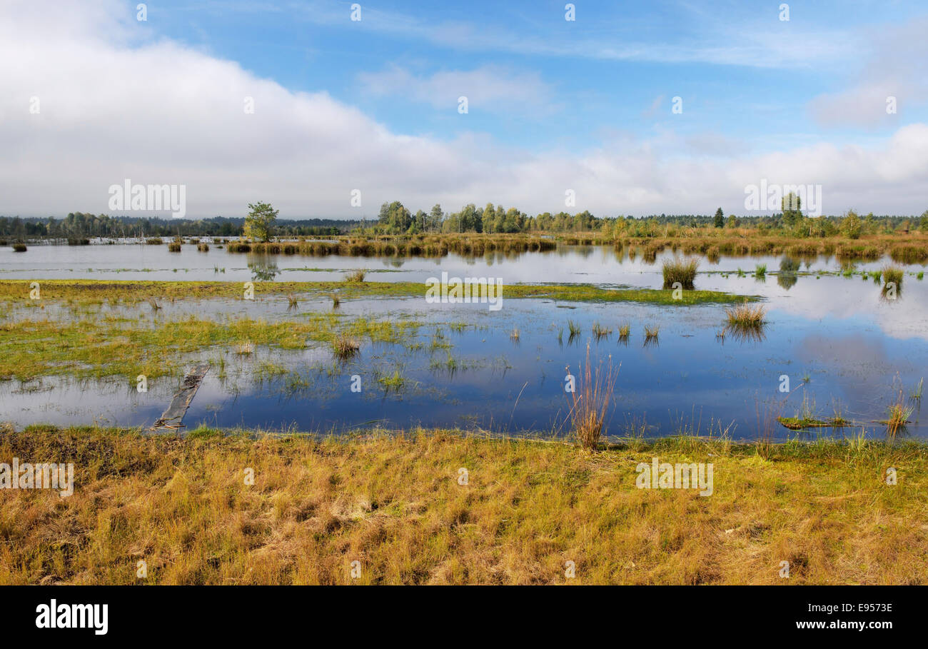 Waterlogged, renatured bog with bulrushes (Schoenoplectus lacustris ...
