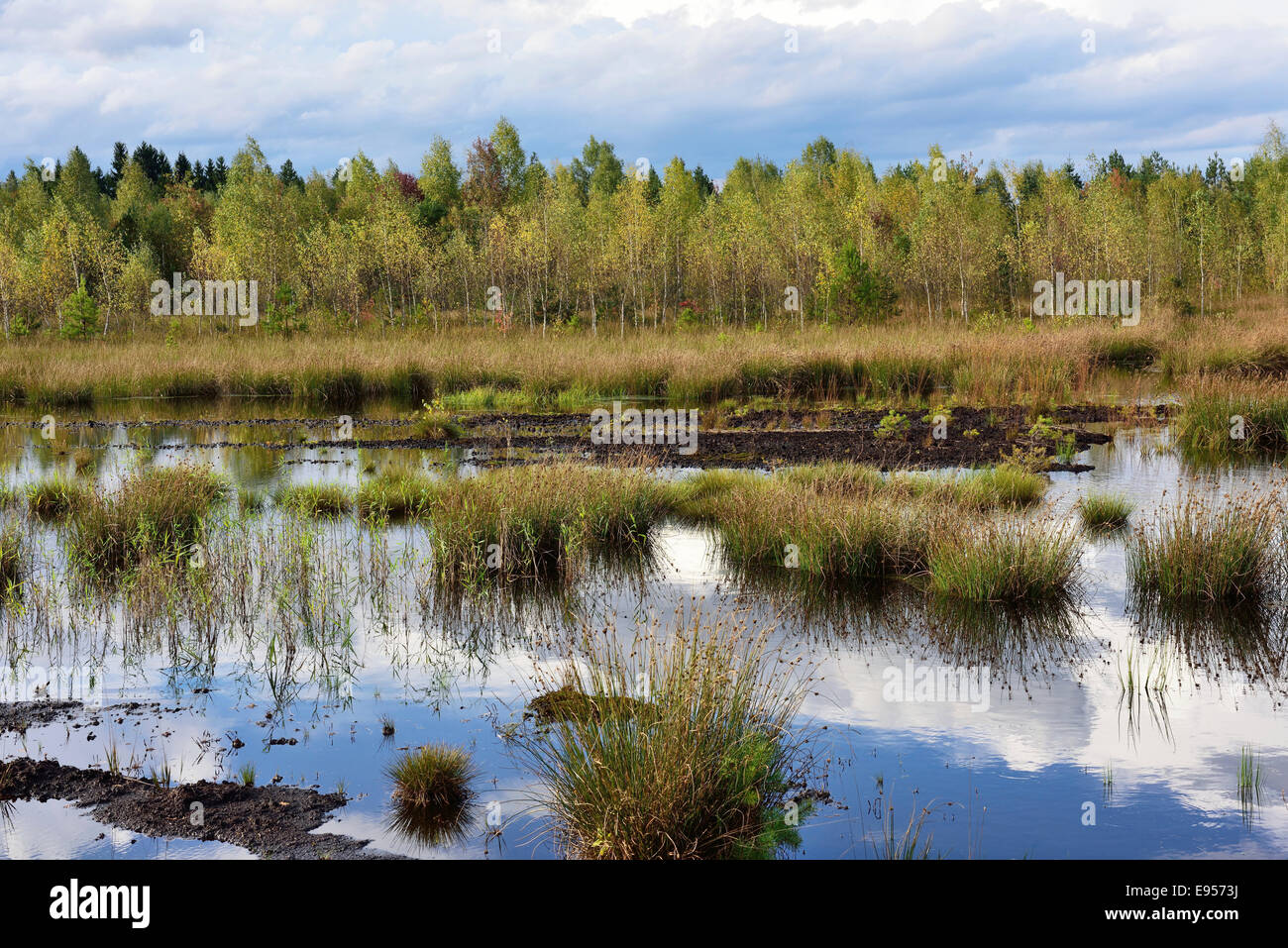 Waterlogged, renatured bog with bulrushes (Schoenoplectus lacustris ...