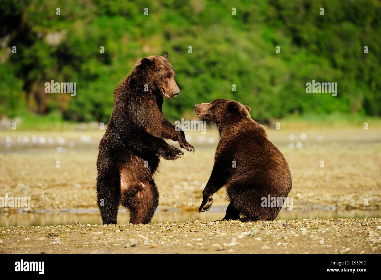 Two Brown Bears (Ursus arctos) play-fighting with each other, Katmai National Park, Alaska Stock ...
