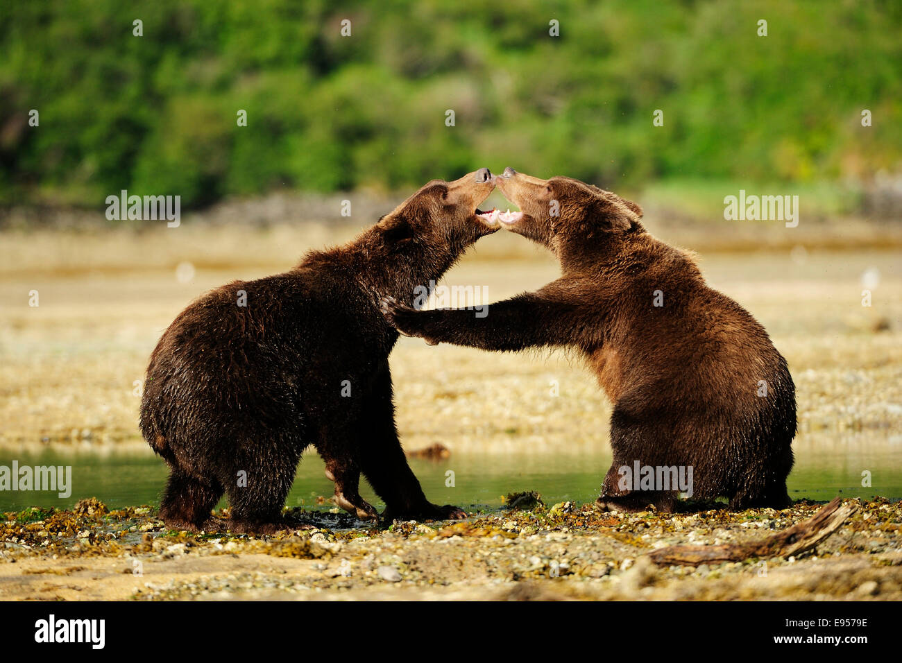Two Brown Bears (Ursus arctos) play-fighting with each other, Katmai ...