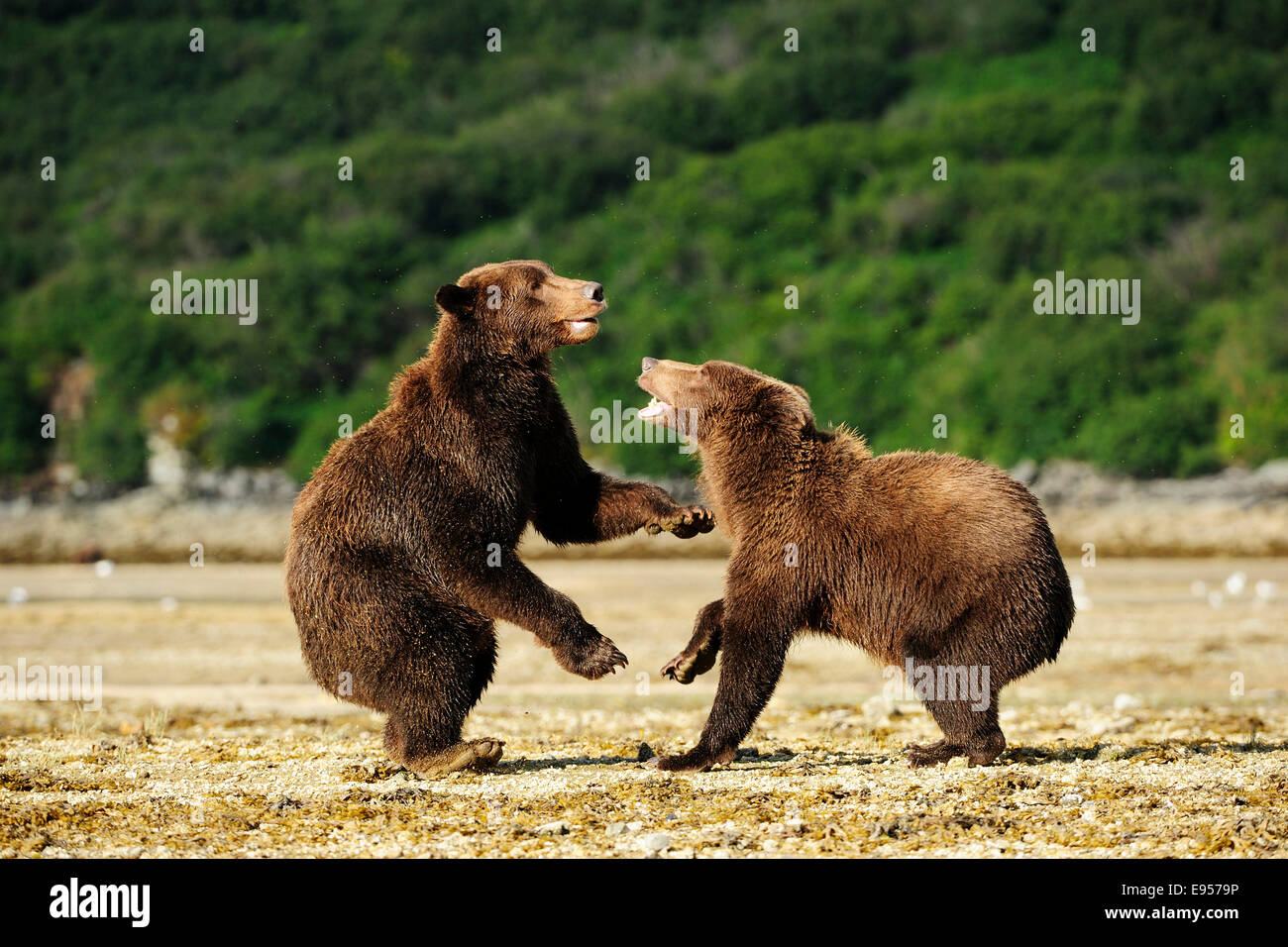 Two Brown Bears (Ursus arctos) play-fighting with each other, Katmai ...