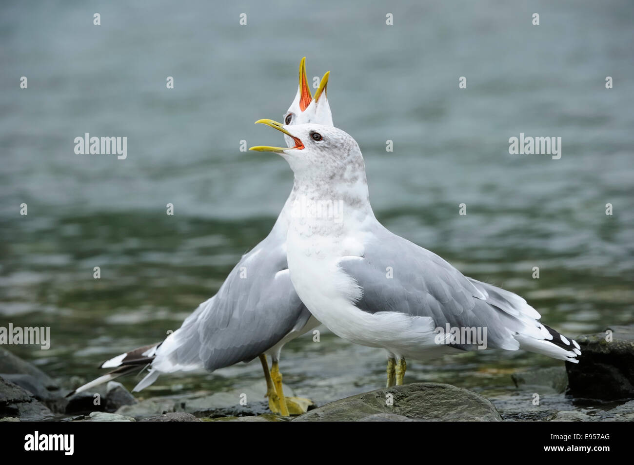 Common gulls larus canus hi-res stock photography and images - Alamy