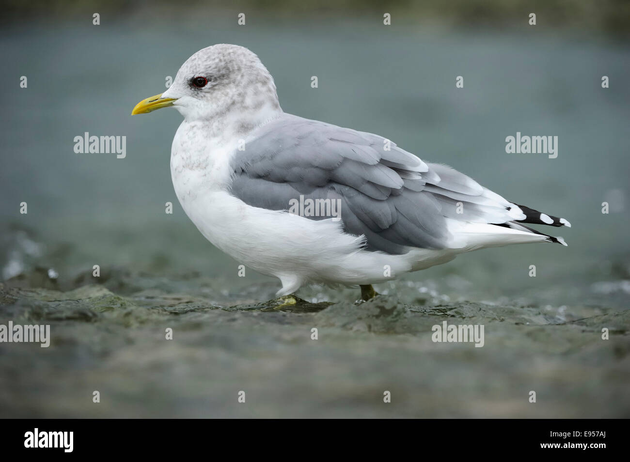 Common Gull (Larus canus) walking through shallow water, Katmai ...