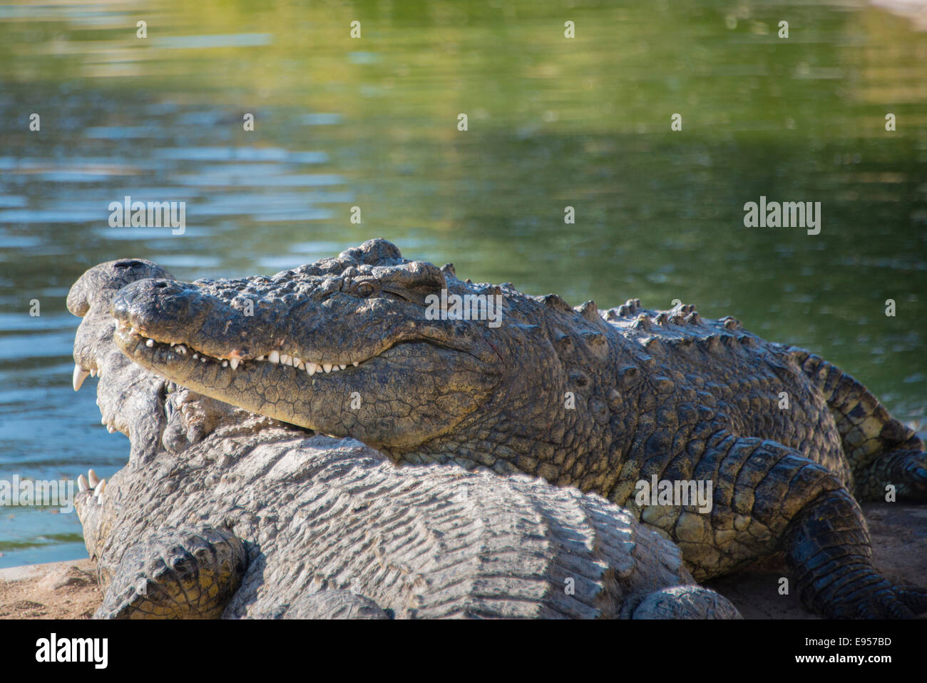 Nile crocodile crocodiles hi-res stock photography and images - Alamy