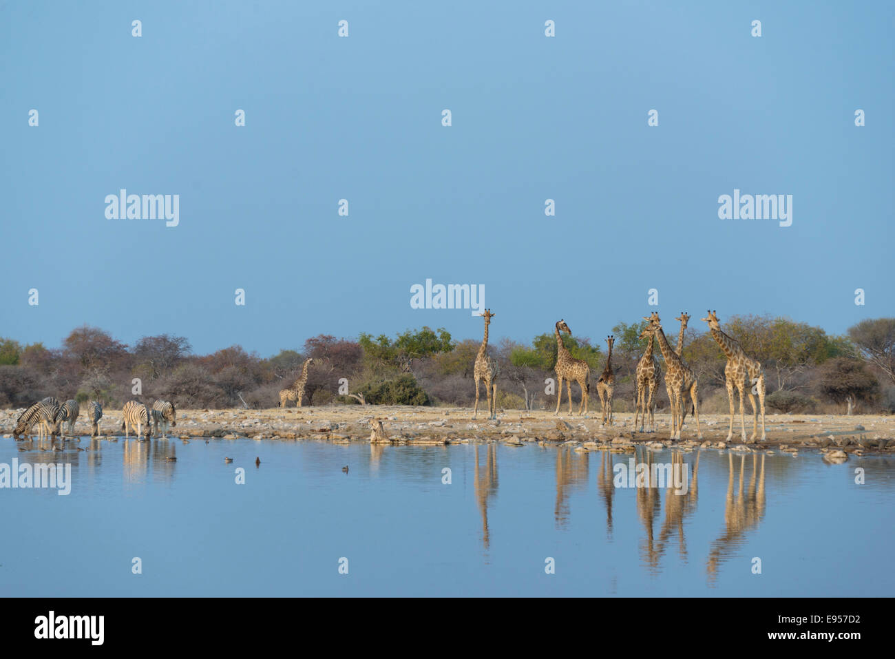 Klein mammals hi-res stock photography and images - Alamy