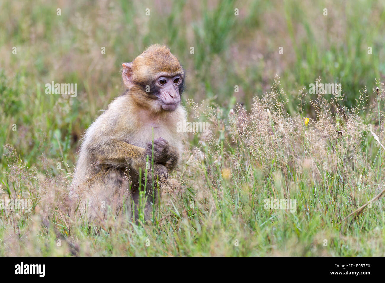 Barbary Macaque (Macaca sylvanus), young animal, captive, Rhineland ...