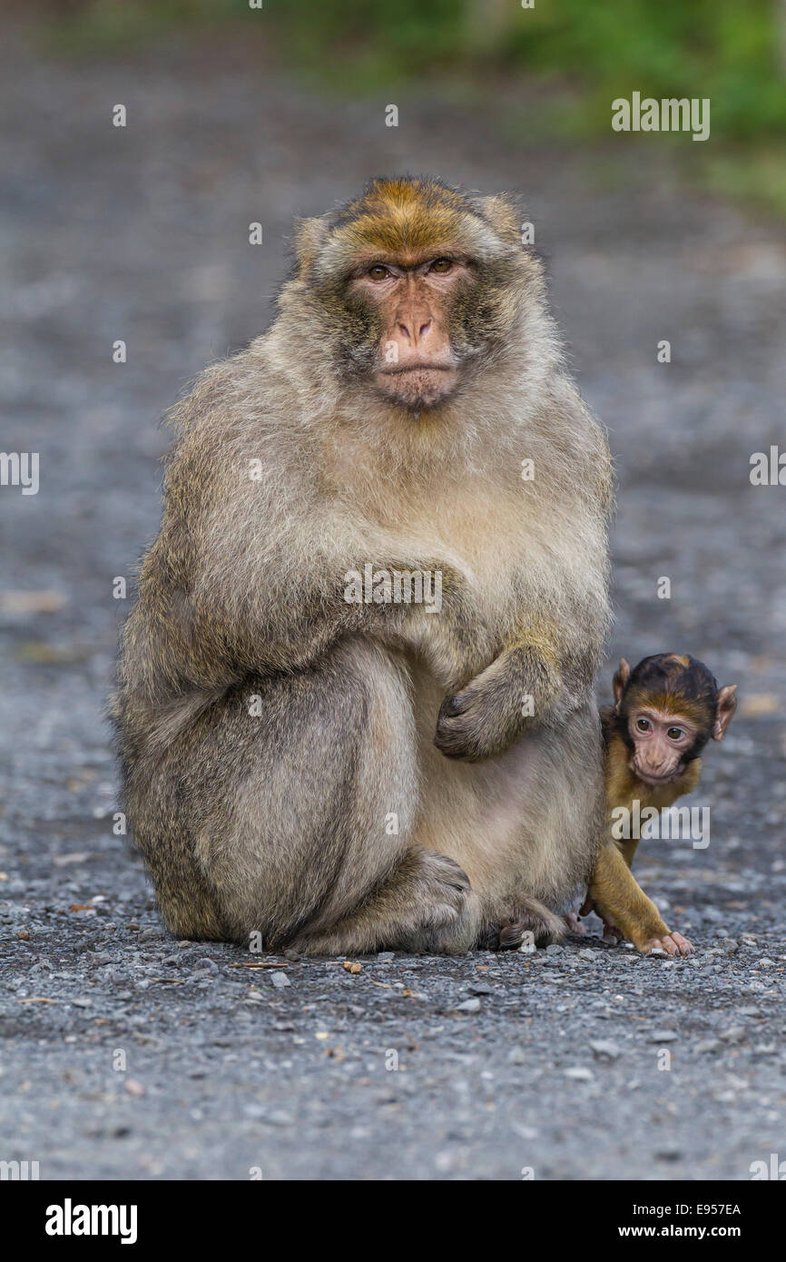 Adult macaque monkey hi-res stock photography and images - Alamy