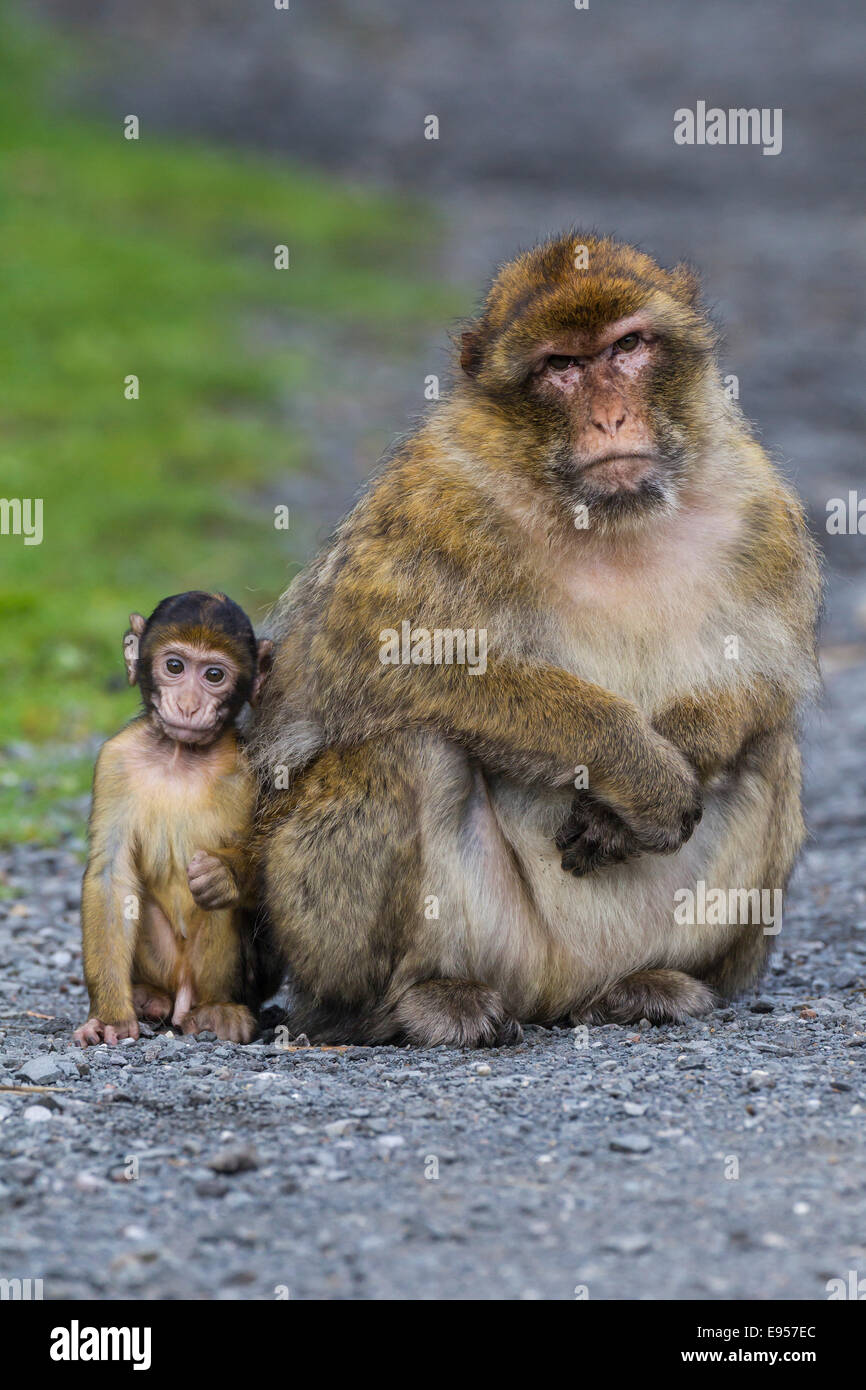 Barbary Macaque (Macaca sylvanus), adult with baby monkey, captive ...
