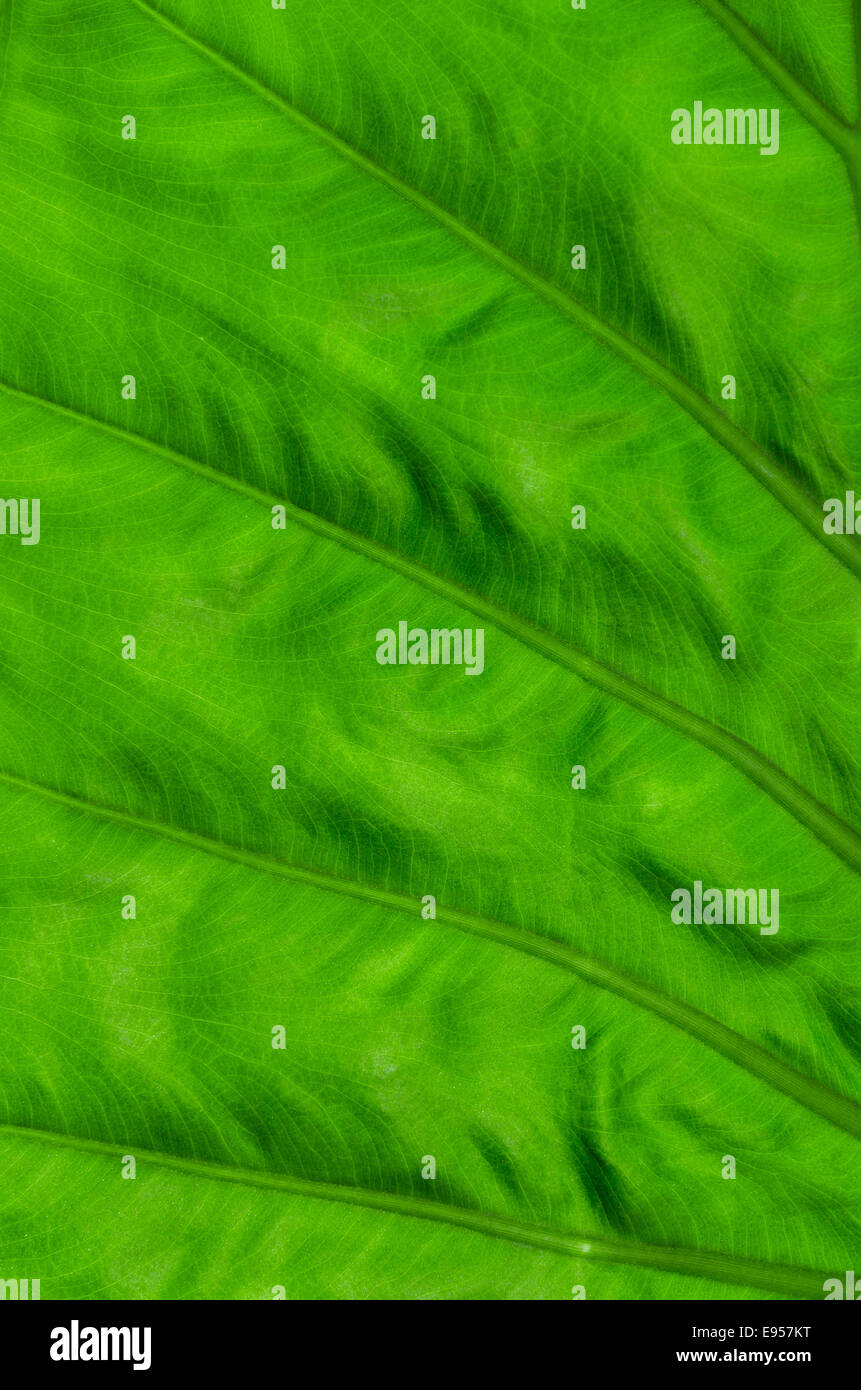 Green leaf texture background Stock Photo - Alamy
