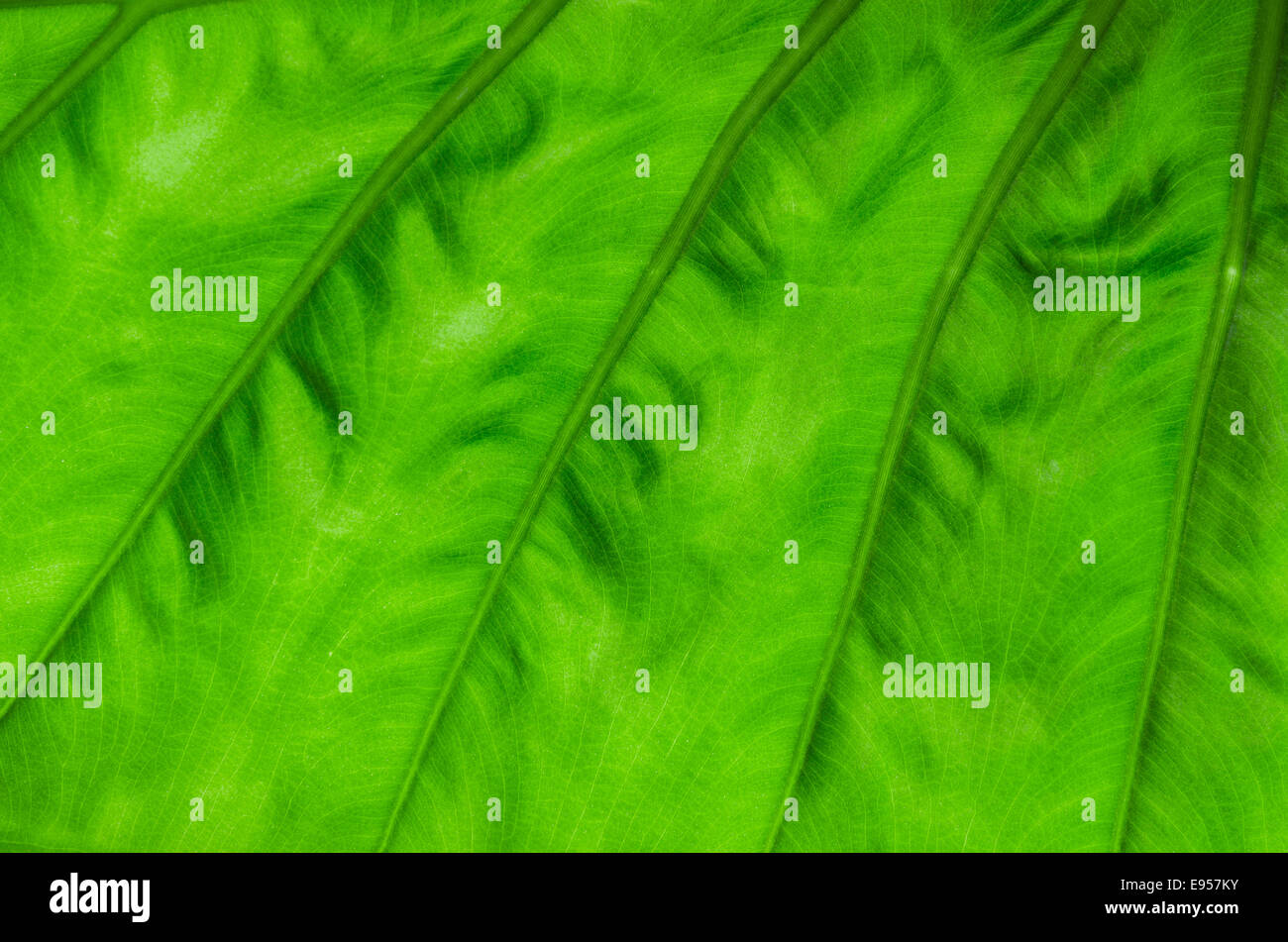Green leaf texture background Stock Photo - Alamy