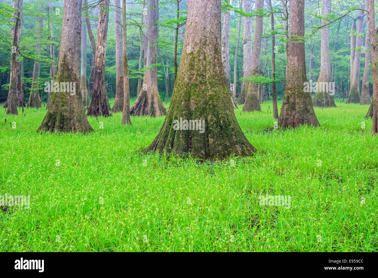 Water Tupelo (Nyssa aquatica) with spring sedge growth. Wise Lake ...