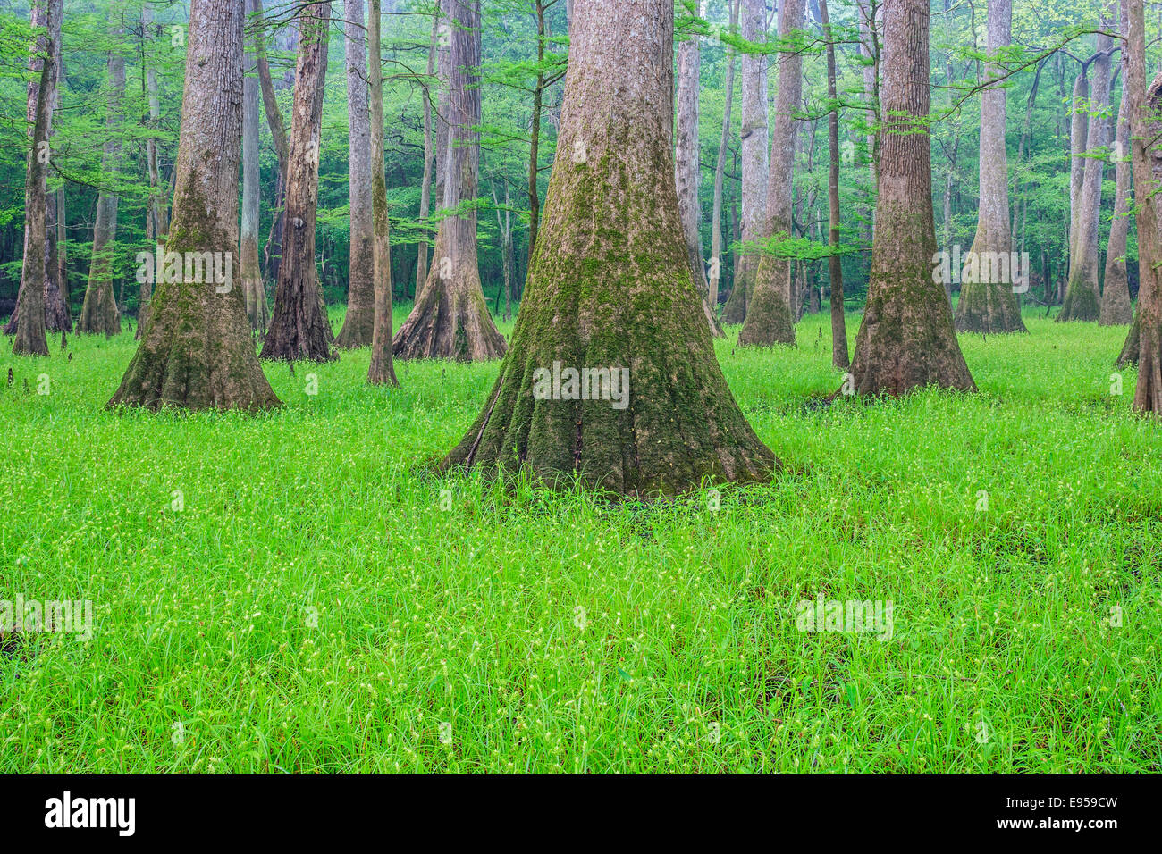 Water Tupelo (Nyssa aquatica) with spring sedge growth. Wise Lake ...