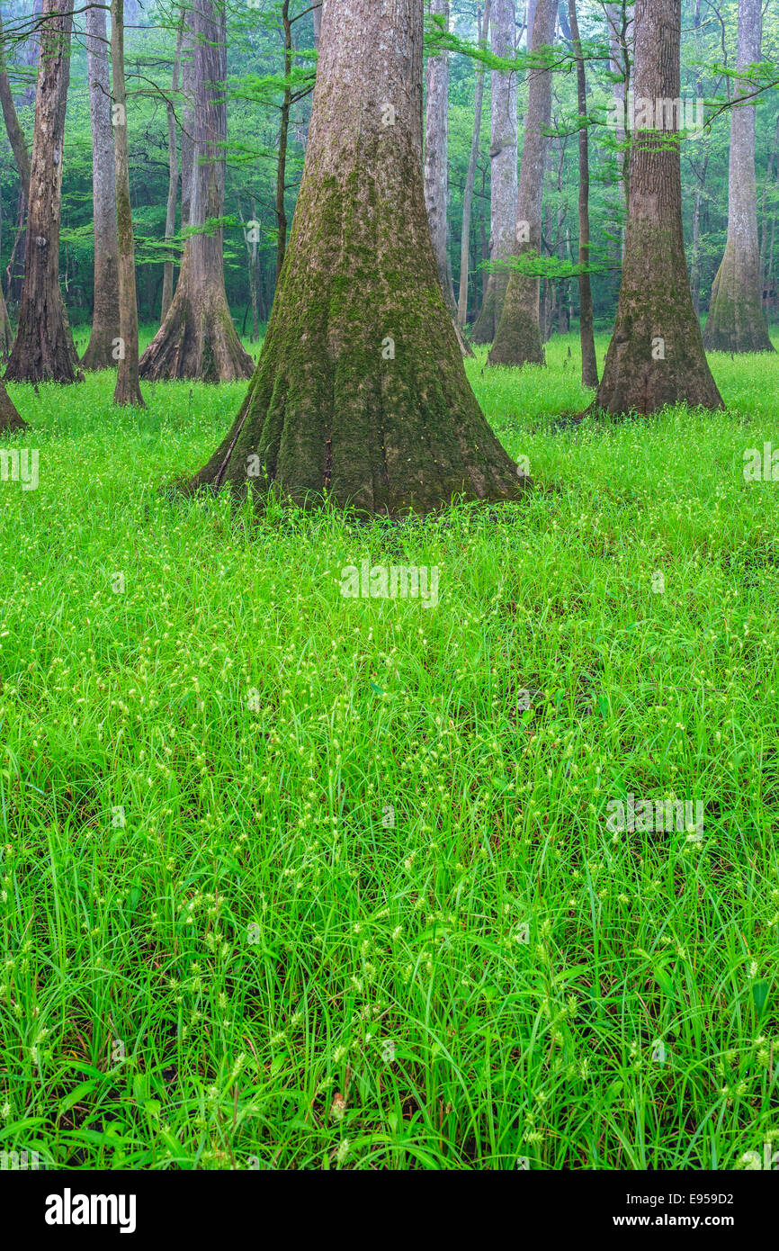 Wise lake congaree national park hi-res stock photography and images ...