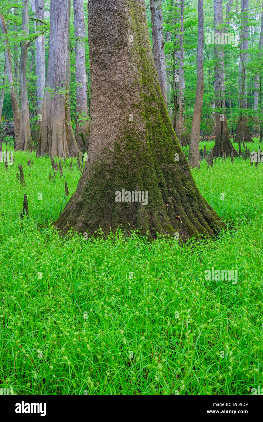 Water Tupelo (Nyssa aquatica) with spring sedge growth. Wise Lake ...