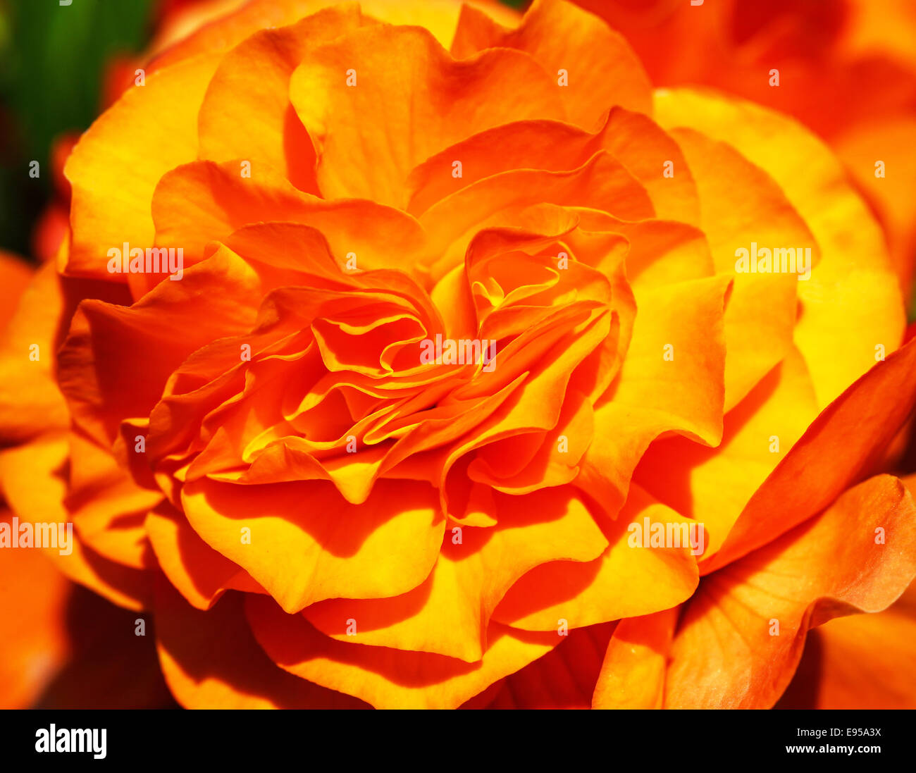 Close up shot of the petals of a David Austin orange rose flower called ...