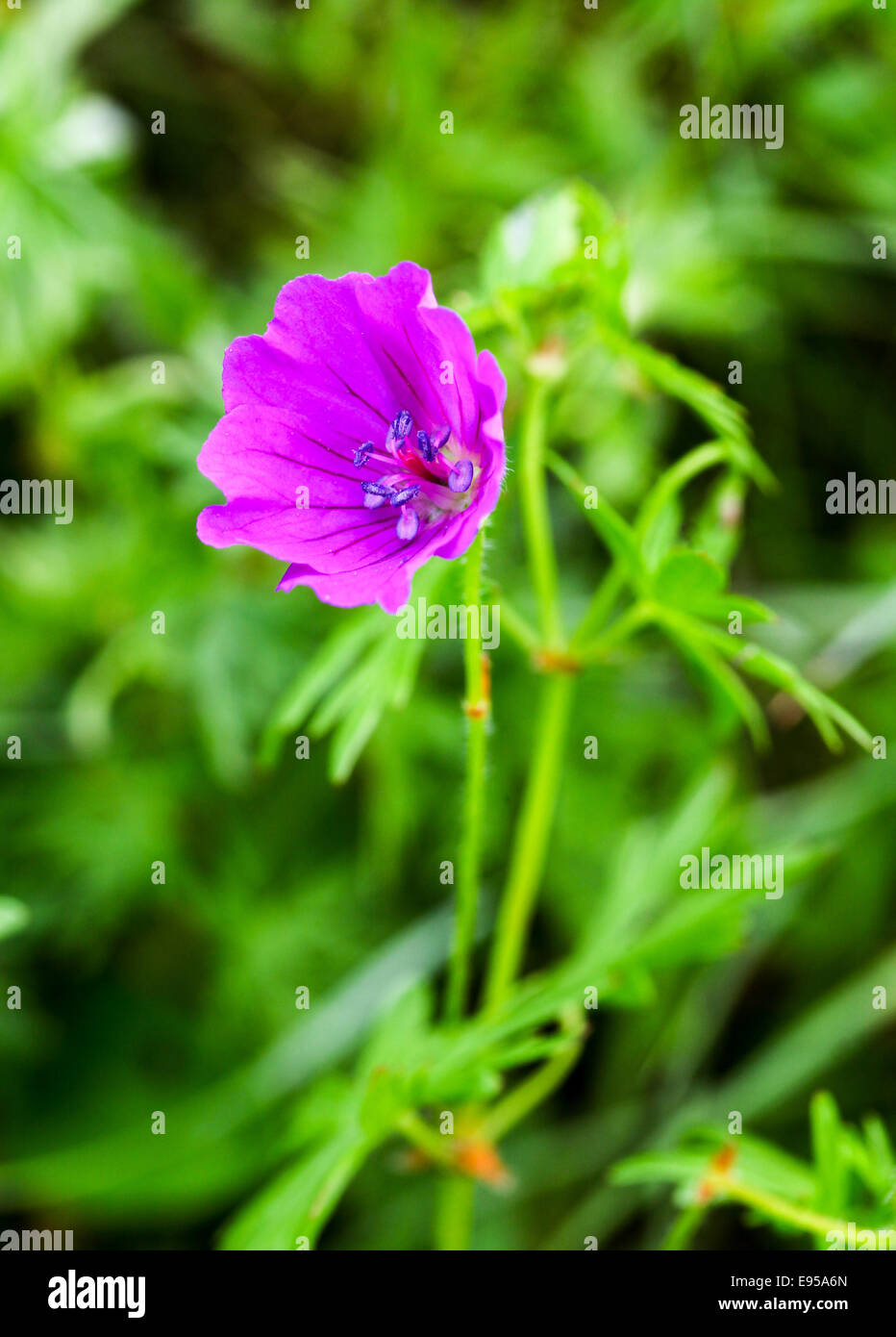 The purple flower of a Geranium dissectum plant Stock Photo - Alamy