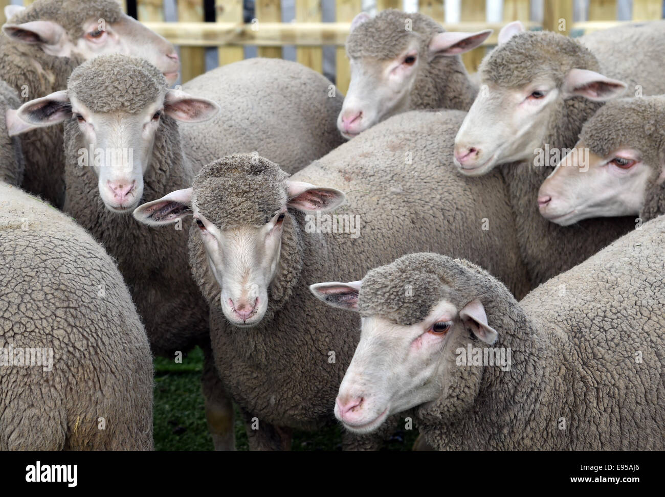 Berlin, Germany. 20th Oct, 2014. Merino sheep at the start of 'Wool ...