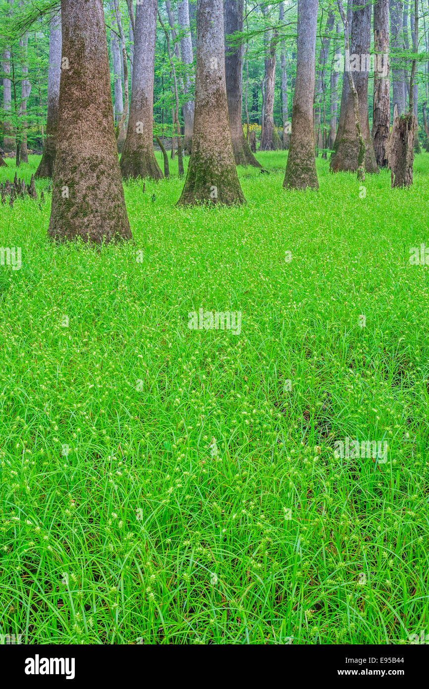 Water tupelo hi-res stock photography and images - Alamy