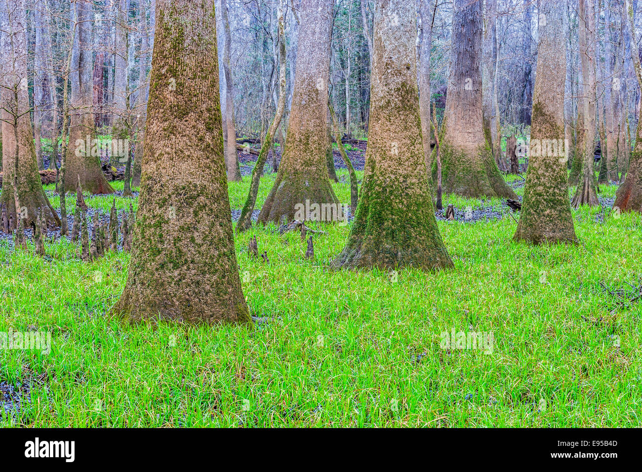 Water Tupelo (Nyssa aquatica) with spring sedge growth. Wise Lake ...